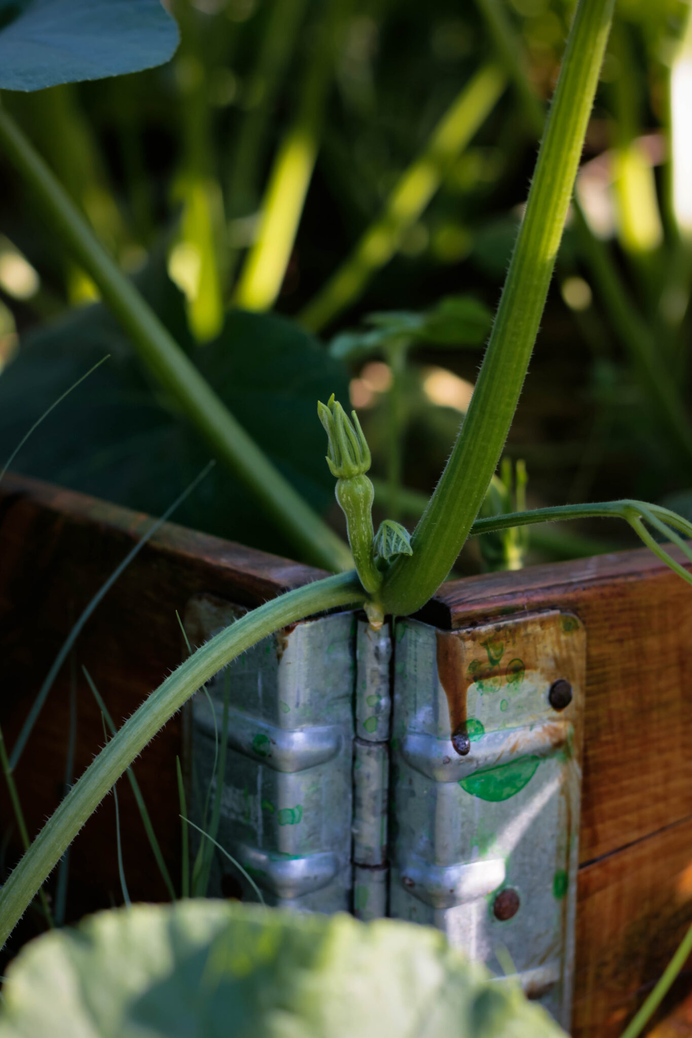 Growing Butternut in South Africa | Planting Butternut in South Africa